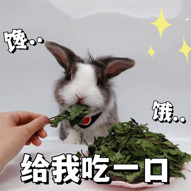 兔兔干草兔子薄荷叶牧草烘干薄荷叶干草清热去火减轻尿臭宠物干草