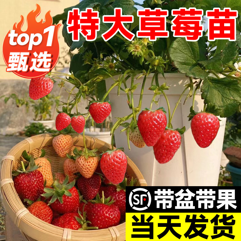特大草莓苗秧盆栽带果四季结果冬季红颜玄玉草莓苗室内阳台绿植物