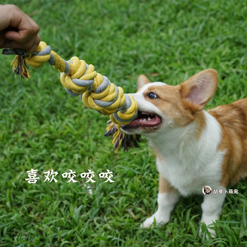 宠物棉绳玩具幼犬拉布拉多泰迪柯基互动耐咬绳结咬胶洁齿狗磨牙棒