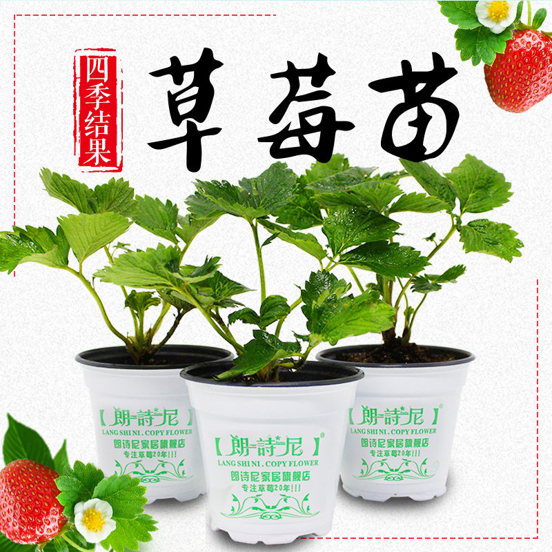 草莓苗种植带盆带土四季盆栽室内植物奶油草莓秧家庭阳台食用结果