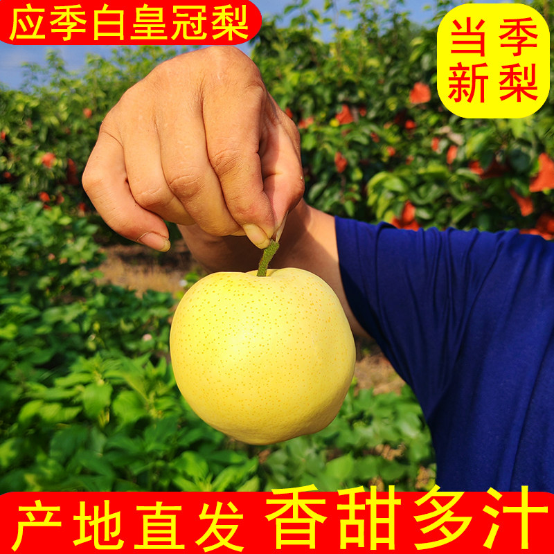 正宗皇冠梨新鲜水果白皮梨子当季现摘皇冠梨香梨整箱包邮