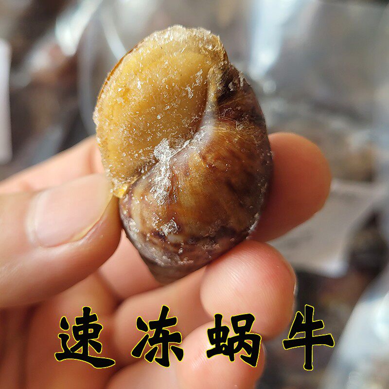 白玉蜗牛肉宠物乌龟甲鱼鳖观赏鱼的优质饲料粮食开口粮高蛋白肉食