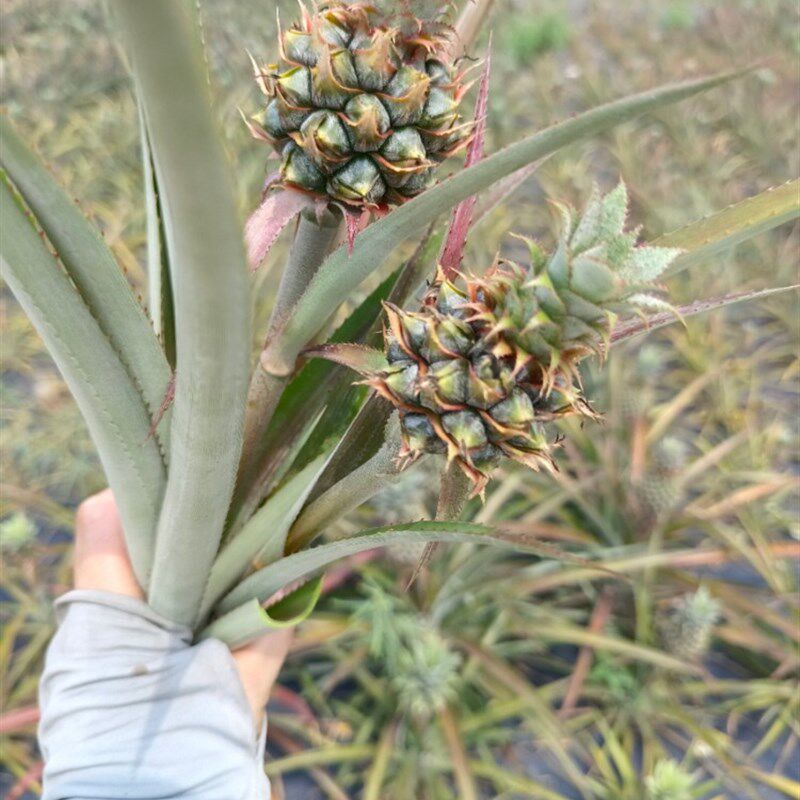 迷你小小菠萝结婚用的胸花手捧花插花水培装饰指拇凤梨寓意喜欢你