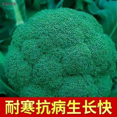 西兰花种籽子苗曼陀绿青