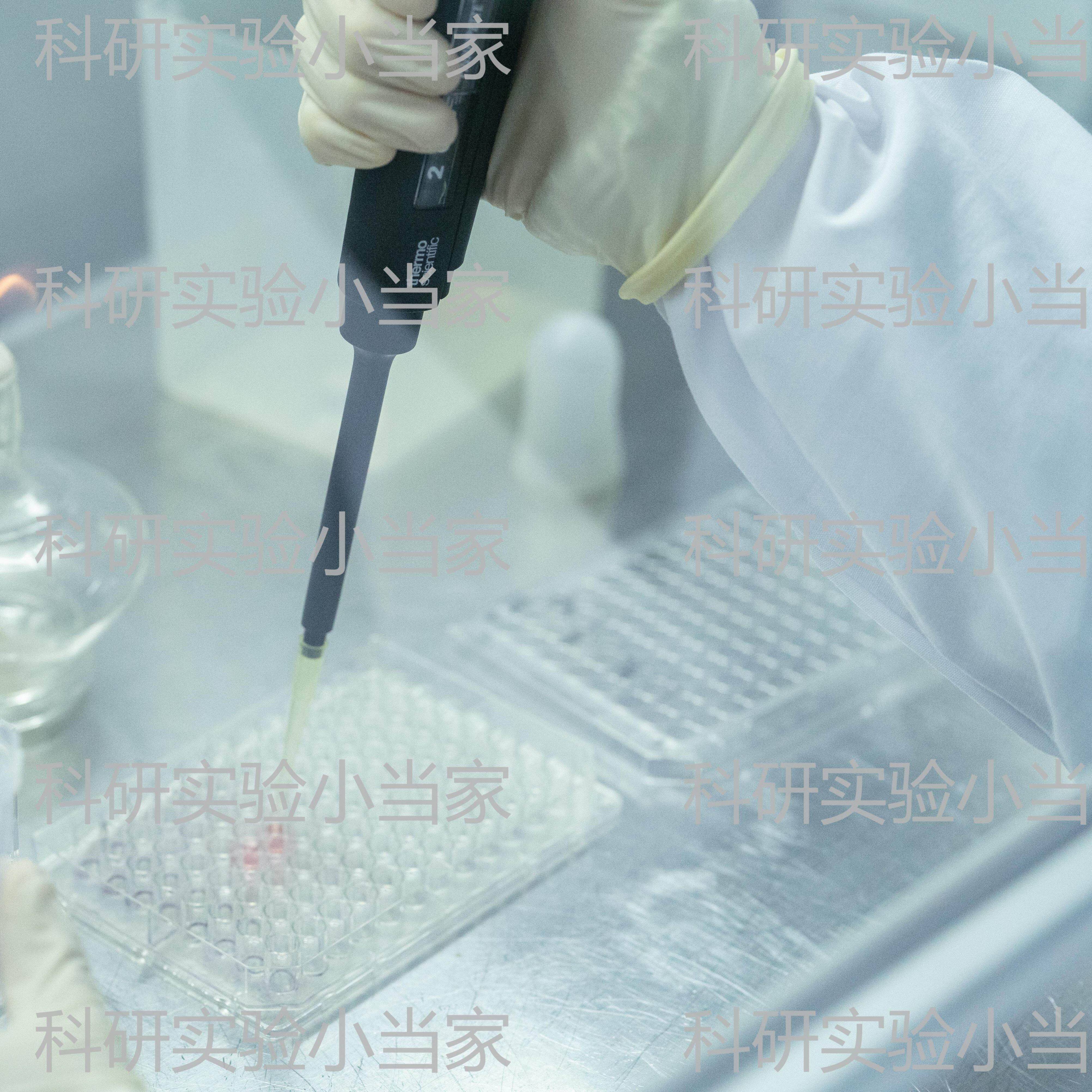 【科研实验服务】细胞/动物/分子/病理实验 一站式科研外包服务