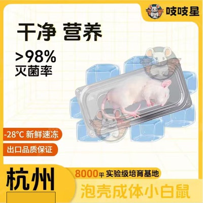 吱吱星泡壳成体小鼠蛇类食品爬宠