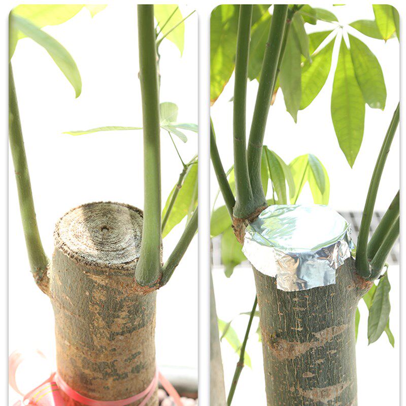 锡箔纸盆景树木伤口愈合锡纸植物修剪封口贴防腐人造树皮涂膜果树