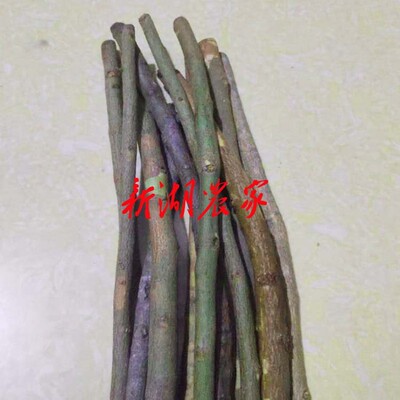 新鲜桉树叶 桉树枝蜜袋鼯磨牙棒 宠物用品 蜜袋鼯喜欢 桉树果干品
