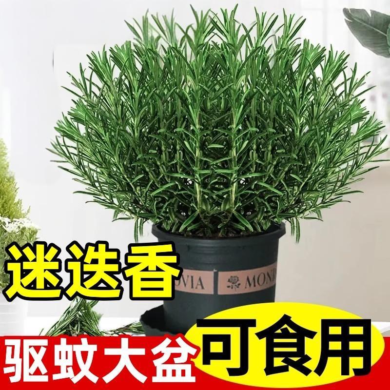 迷迭香盆栽食用薄荷香草植物西餐料理调料净化空气驱蚊气味芳香