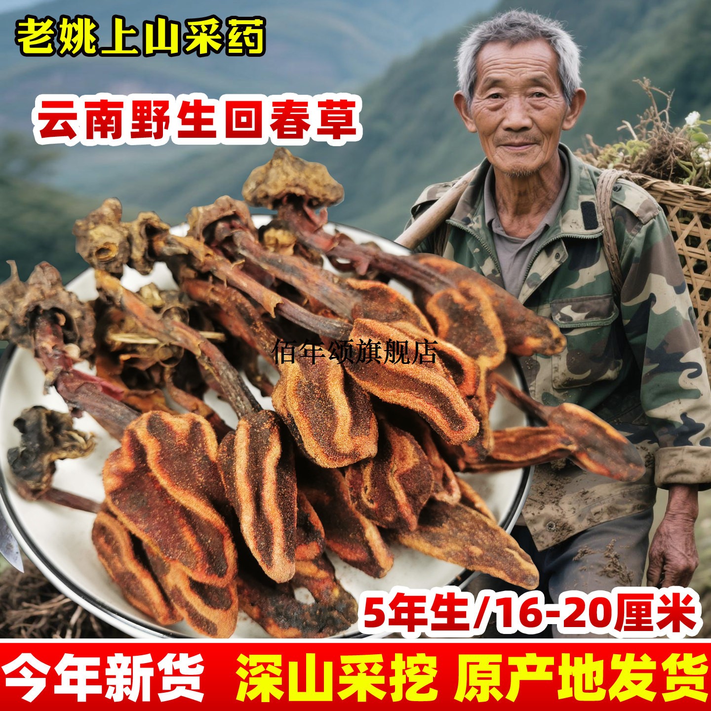 云南野生回春草500g顶天柱不老草材温肾起阳草茶泡酒男性滋补