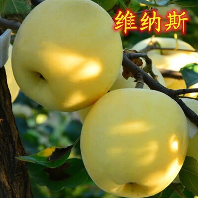 维纳斯黄金苹果树苗新品种特大正宗嫁接地栽糖心苹果苗南北方种植