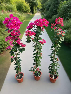 四季同安红三角梅四季勤花原盆土发货拱门爬藤高飘枝阳台庭院好养