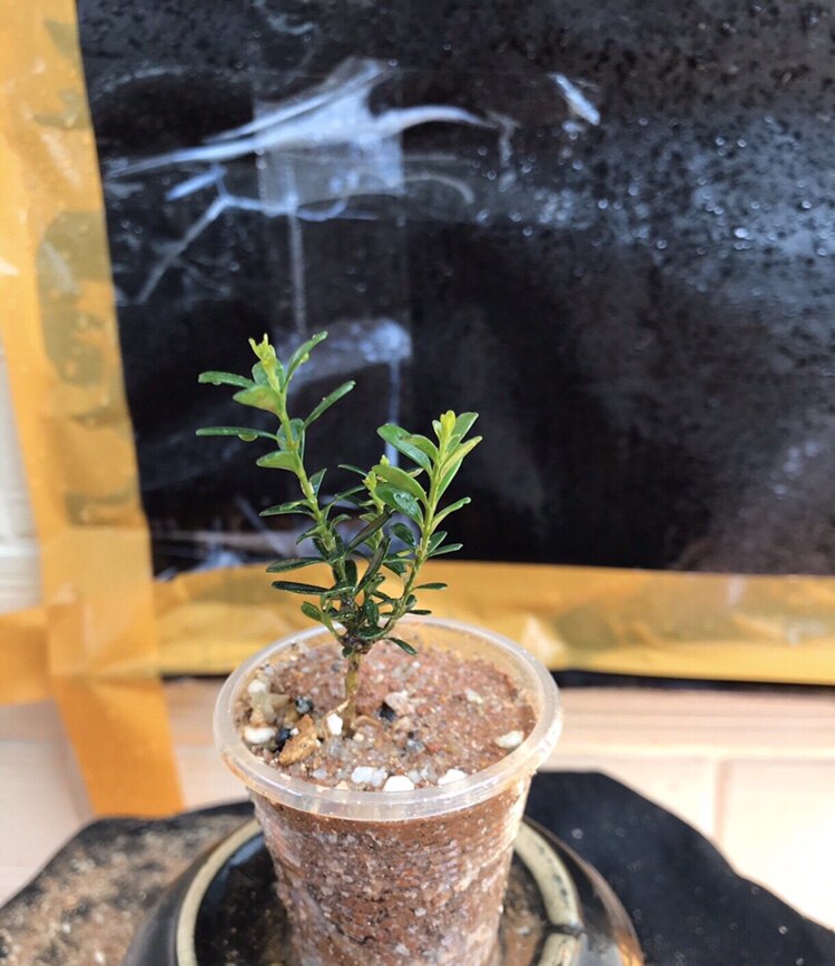 潮州凤凰米叶黄杨苗,凤米黄杨,盆景盆栽。随机壮苗发货