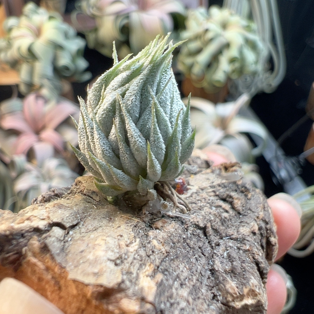 可爱 白毛感 kk德臻 52