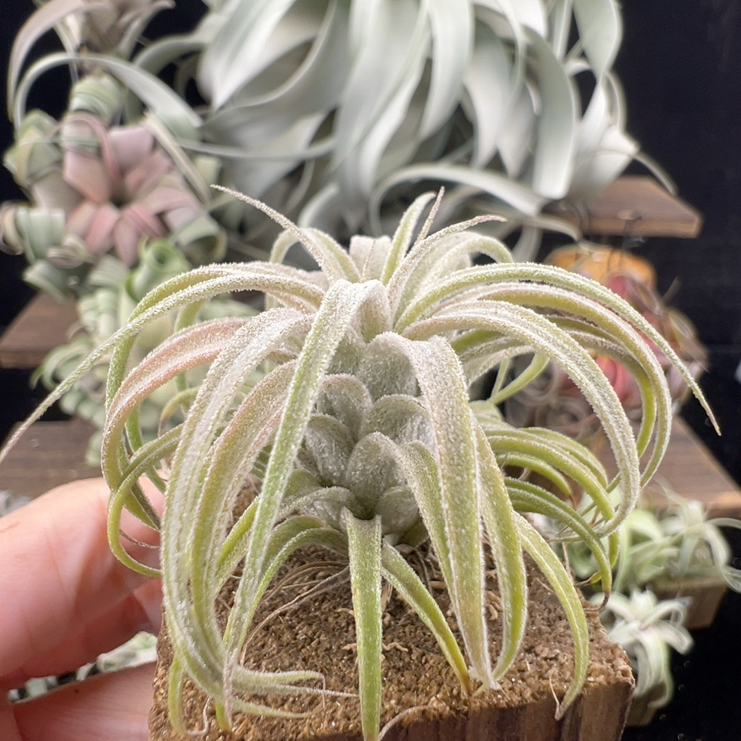毛绒感 bc刺猬精灵249