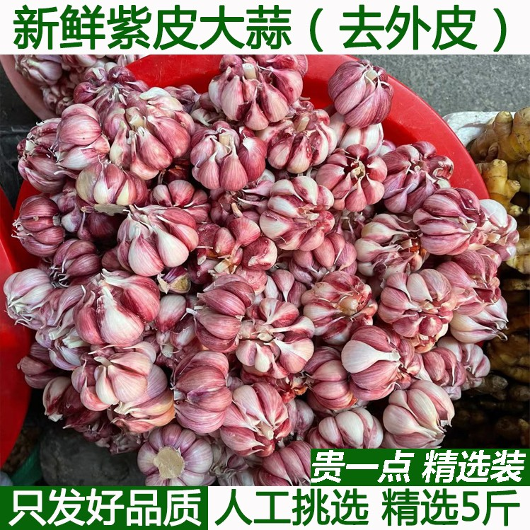 紫皮大蒜新鲜干蒜多瓣蒜紫皮大蒜头干大蒜鲜大蒜头蒜瓣做泡菜包邮