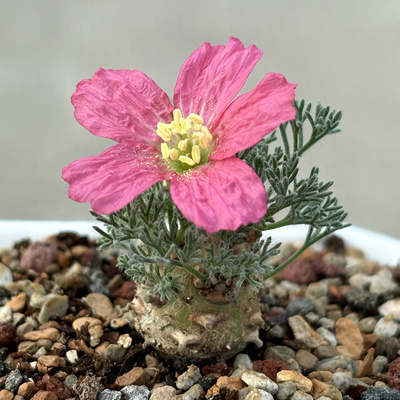 白皮月界Monsonia peniculina 潮流块根植物 苏西的花园 阳台盆栽