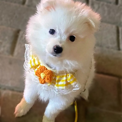 胸背式狗狗围脖牵引绳不勒脖子外出专用遛狗绳金毛比熊博美狗链子