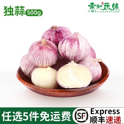 新鲜独头蒜500g紫皮大蒜头紫皮蒜农家现挖独蒜糖醋大蒜头非干蒜