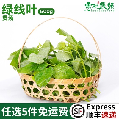 绿线叶苗新鲜野菜特色蔬菜食材