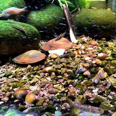 河蚌螺奇溢自然鱼缸鱼缸