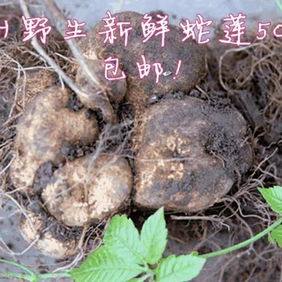 新鲜金龟莲 蛇莲 雪胆 曲莲 罗锅底 苦金盆 赛金刚500g包邮