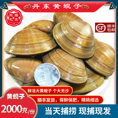 鲜活新鲜丹东特产野生黄蚬子