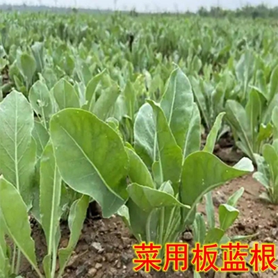 菜用板蓝根带根苗子现挖现发可种