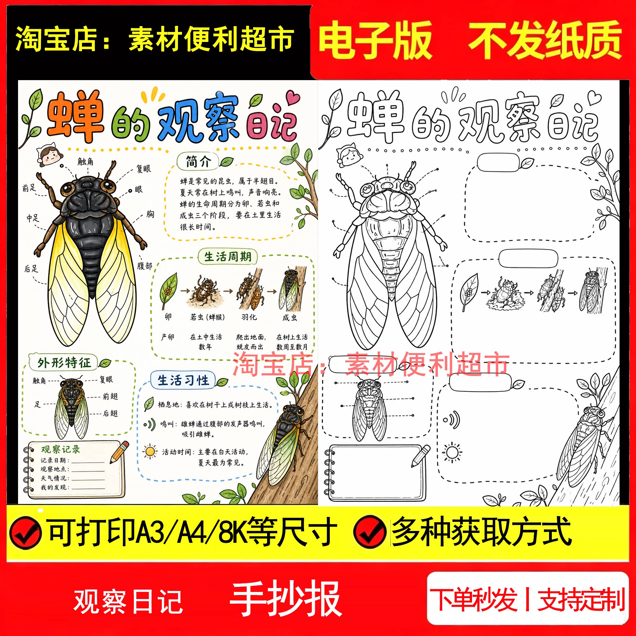 蝉的观察日记手抄报电子模板生物昆虫自然记录观察线稿手绘小报