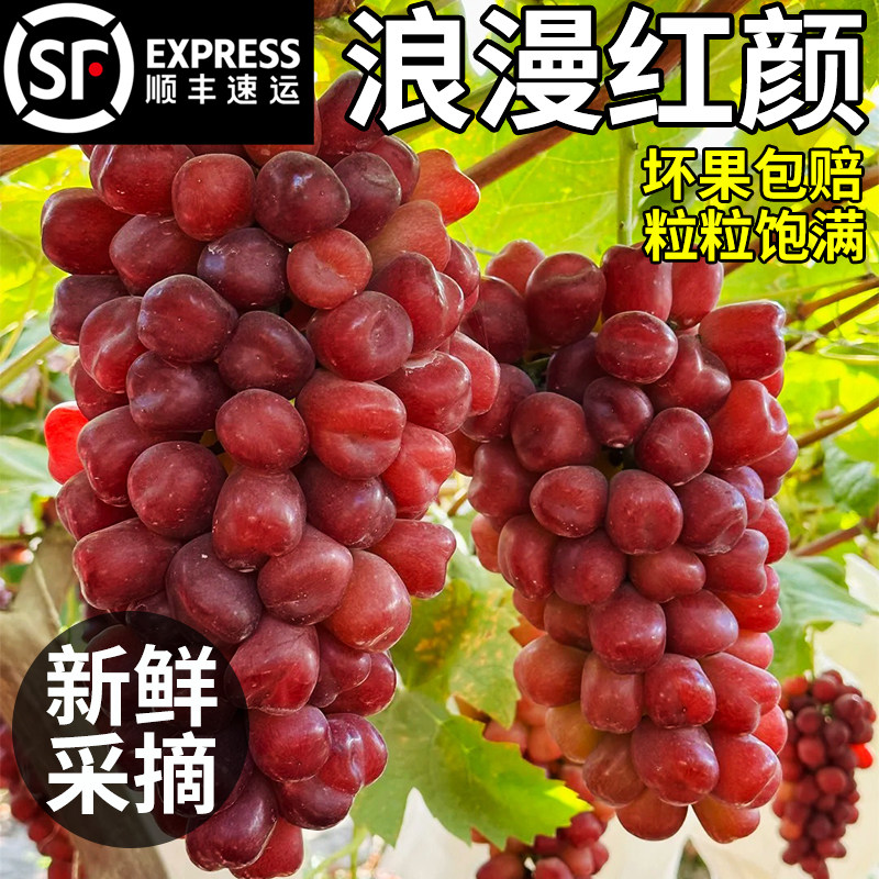 【顺丰】浪漫红颜葡萄无籽红提子当季鲜果新鲜采摘水果整箱包邮