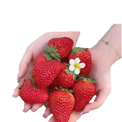 奶油草莓种子食用甜大果草莓新手