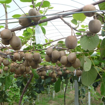 PeachtreeseedlingsXuHongx