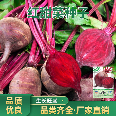 红甜菜种子紫菜头春秋甜菜种子蔬