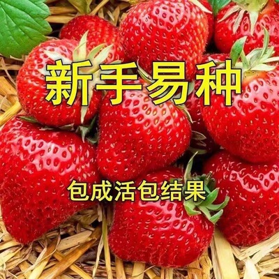 Newcreamseedlingsindoorpl