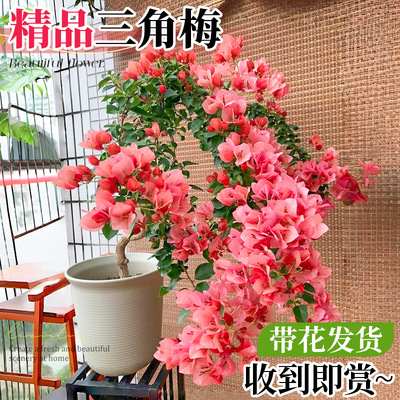 Triangularplumwithflowers