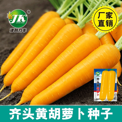 种黄色胡萝卜种子齐头黄田园易种