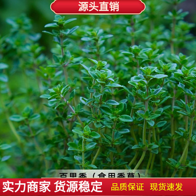百里种子100粒山胡椒麝草籽欧洲