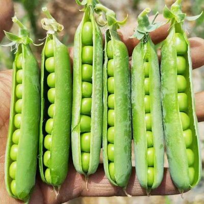 Sweet and Crispy Big Pod Green Fruit Pea Season Cold resist