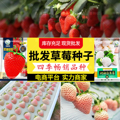 Red seedlings, red cream, strawberries, high-quality, low-p