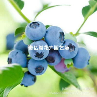 北极星矮丛蓝莓树果苗盆地带南方