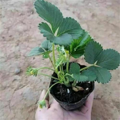 Strawberryseedlingpotedibl