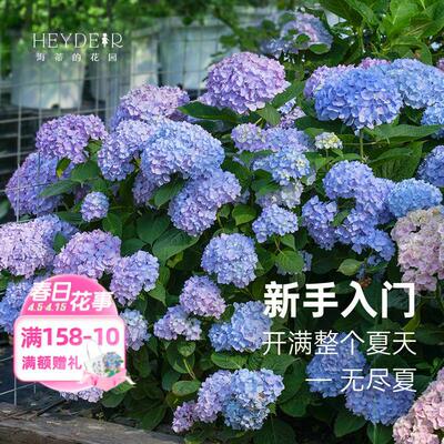 FestivalTrees树海妈花园大花绣