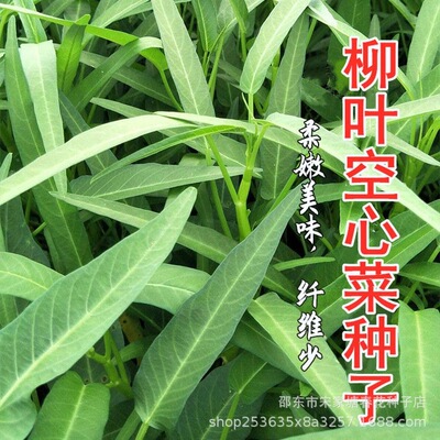 柳叶空心菜种子易种脆嫩空心菜盆