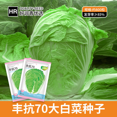 丰抗70大白菜种子山白菜籽冬储耐