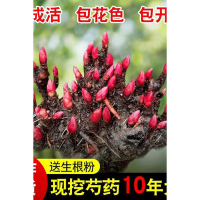 Double petaled budding peony seedlings, roots, year-round f