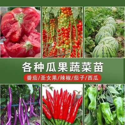 New vegetable seedling pot, chili seedling, eggplant seedli