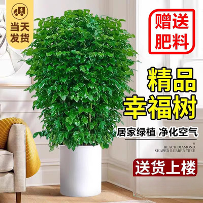 HappinessTreeLivingRoomPo