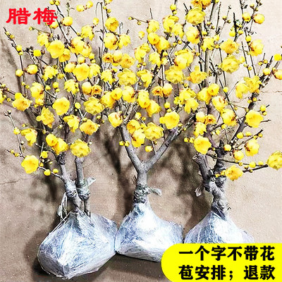 Flowertreeseedlingpotplai