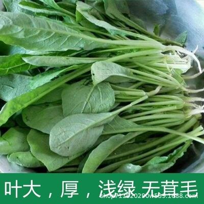 萝卜苗种子专吃萝卜青菜种籽苗菜