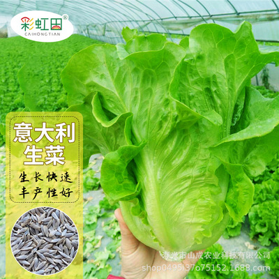 意大利生菜种子耐抽苔罗马生菜耐